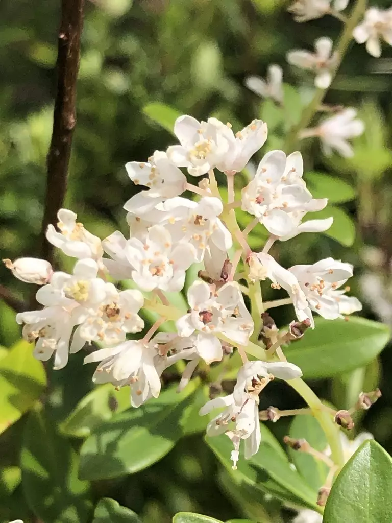 Cliftonia monophylla - Shrub - Black Tree, Buckwheat Brush, Buckwheat ...