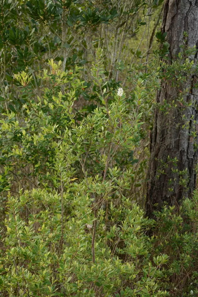 Cliftonia monophylla - Shrub - Black Tree, Buckwheat Brush, Buckwheat ...