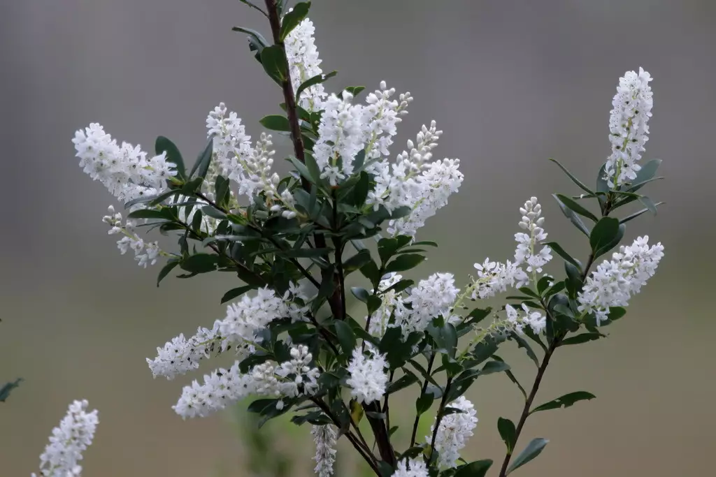 Cliftonia monophylla - Shrub - Black Tree, Buckwheat Brush, Buckwheat ...