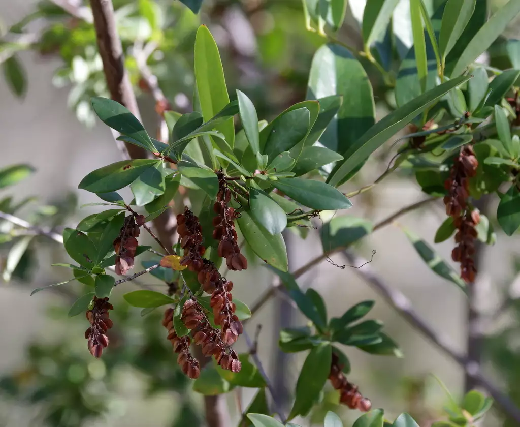 Cliftonia monophylla - Shrub - Black Tree, Buckwheat Brush, Buckwheat ...