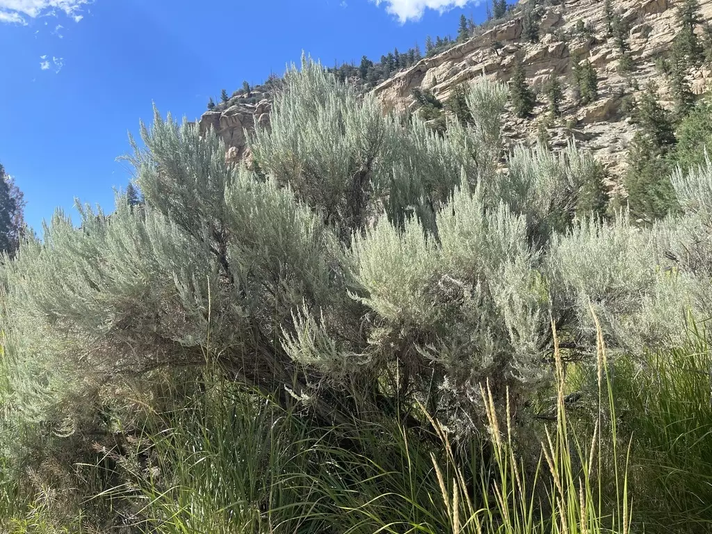 Artemisia tridentata - Common Bonsai,Medicinal Herbs,Shrub - Big ...