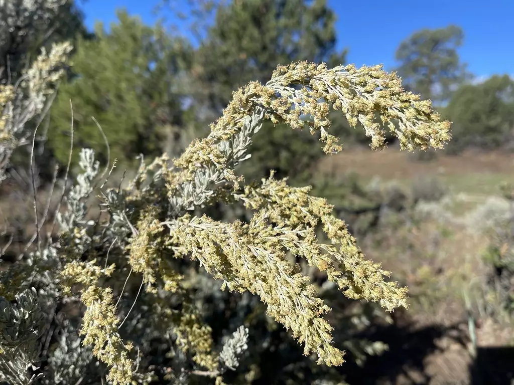 Artemisia tridentata - Common Bonsai,Medicinal Herbs,Shrub - Big ...