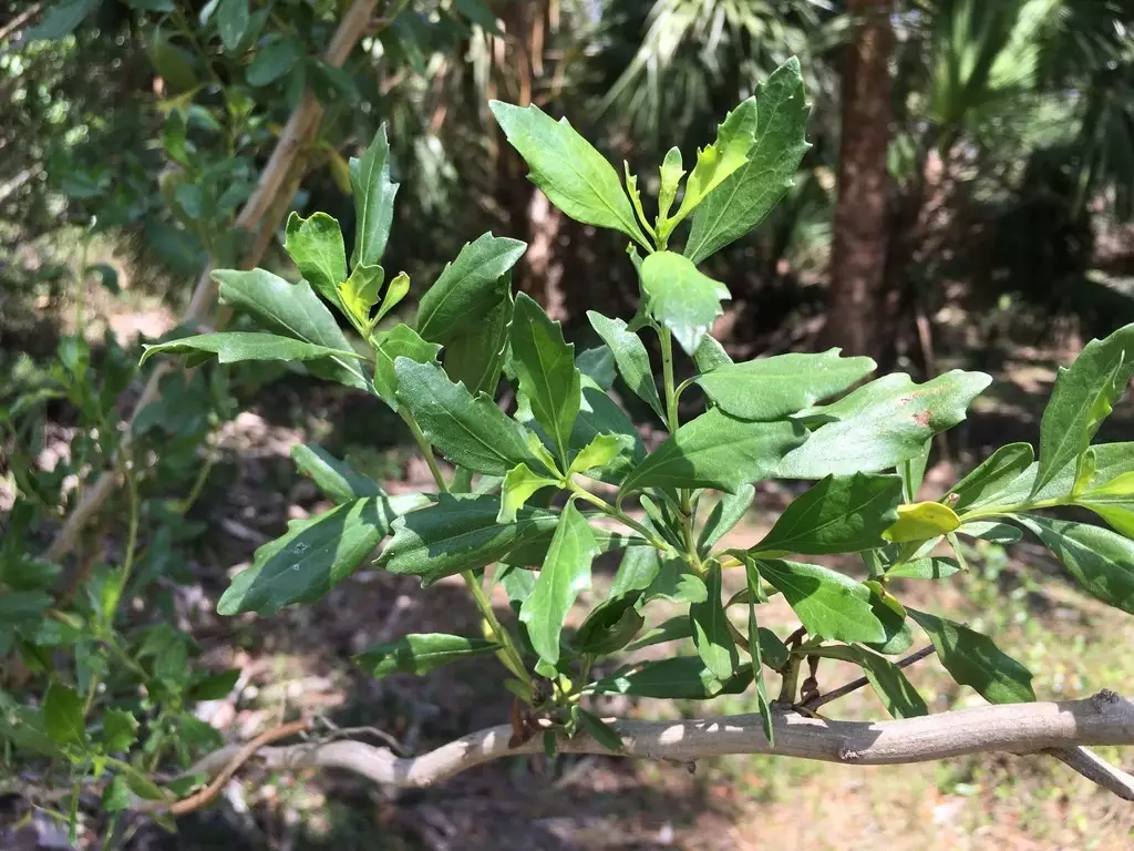 Baccharis halimifolia - Shrub - Consumption Weed, Cotton-seed Tree ...