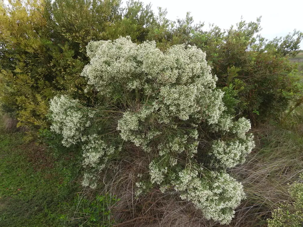 Baccharis halimifolia - Shrub - Consumption Weed, Cotton-seed Tree ...
