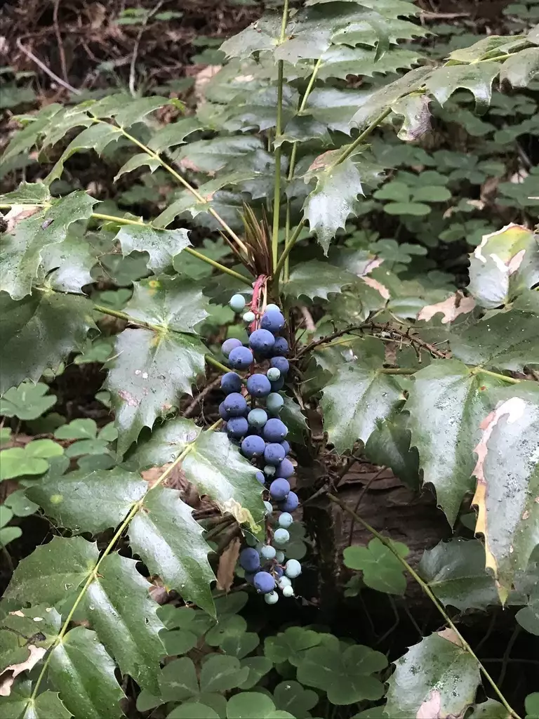 Berberis nervosa - Medicinal Herbs,Shrub - Cascade Oregon-Grape