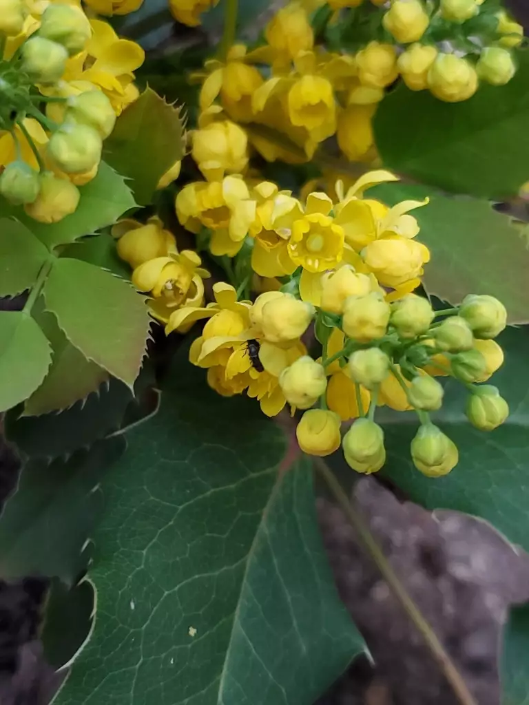 Berberis repens - Shrub - Creeping Mahonia