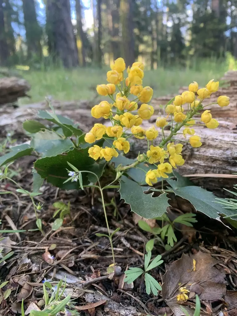 Creeping Mahonia Ground Cover Mahonia Repens Creeping Oregon Grape