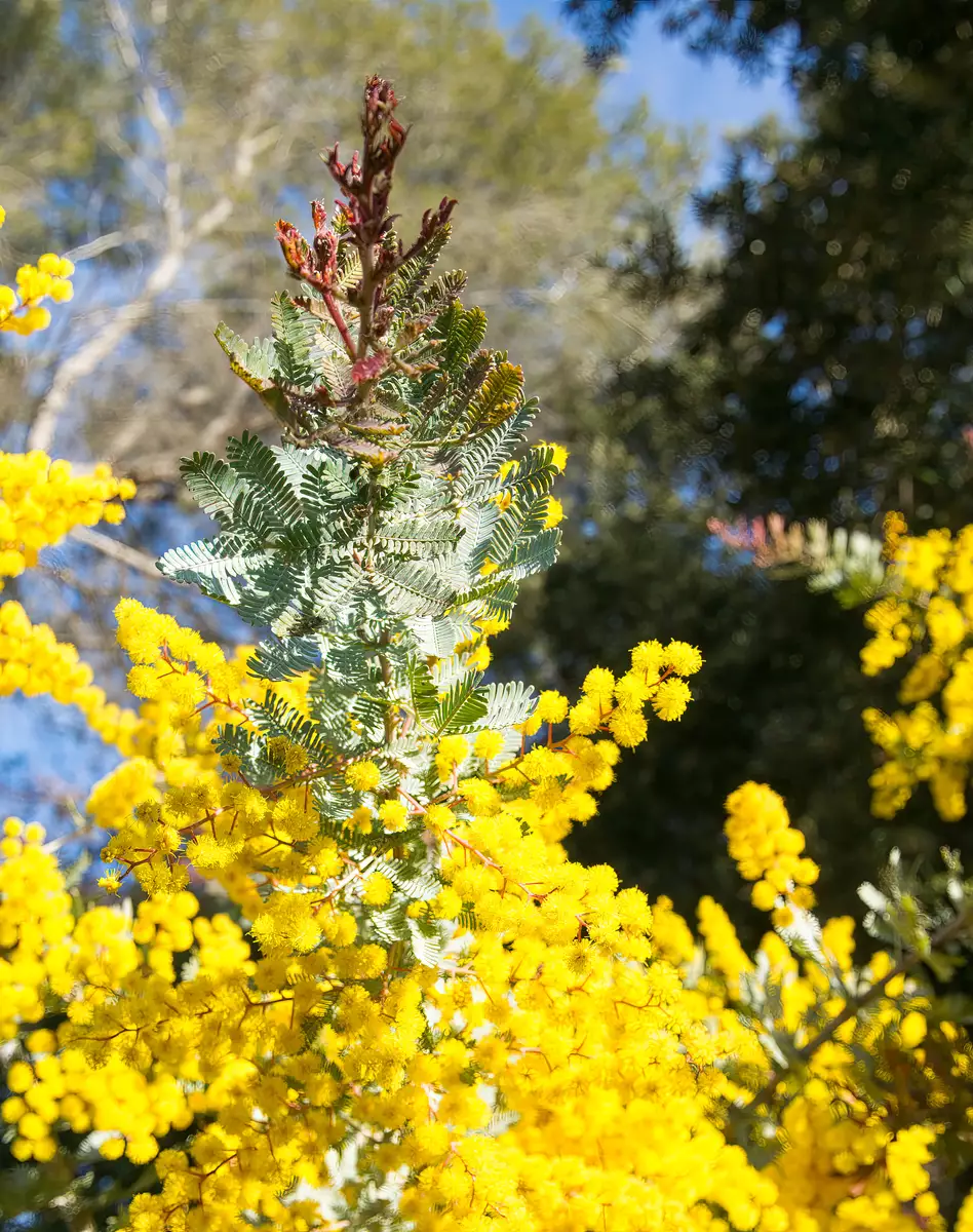 Acacia baileyana var. Purpurea - Evergreen Leaves,Flowering Tree,Tree ...
