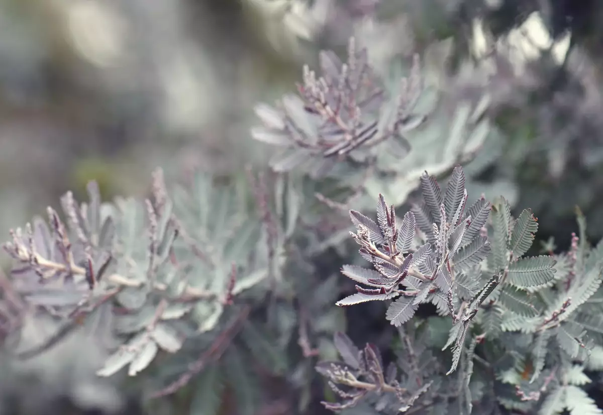 Acacia baileyana var. Purpurea - Evergreen Leaves,Flowering Tree,Tree ...