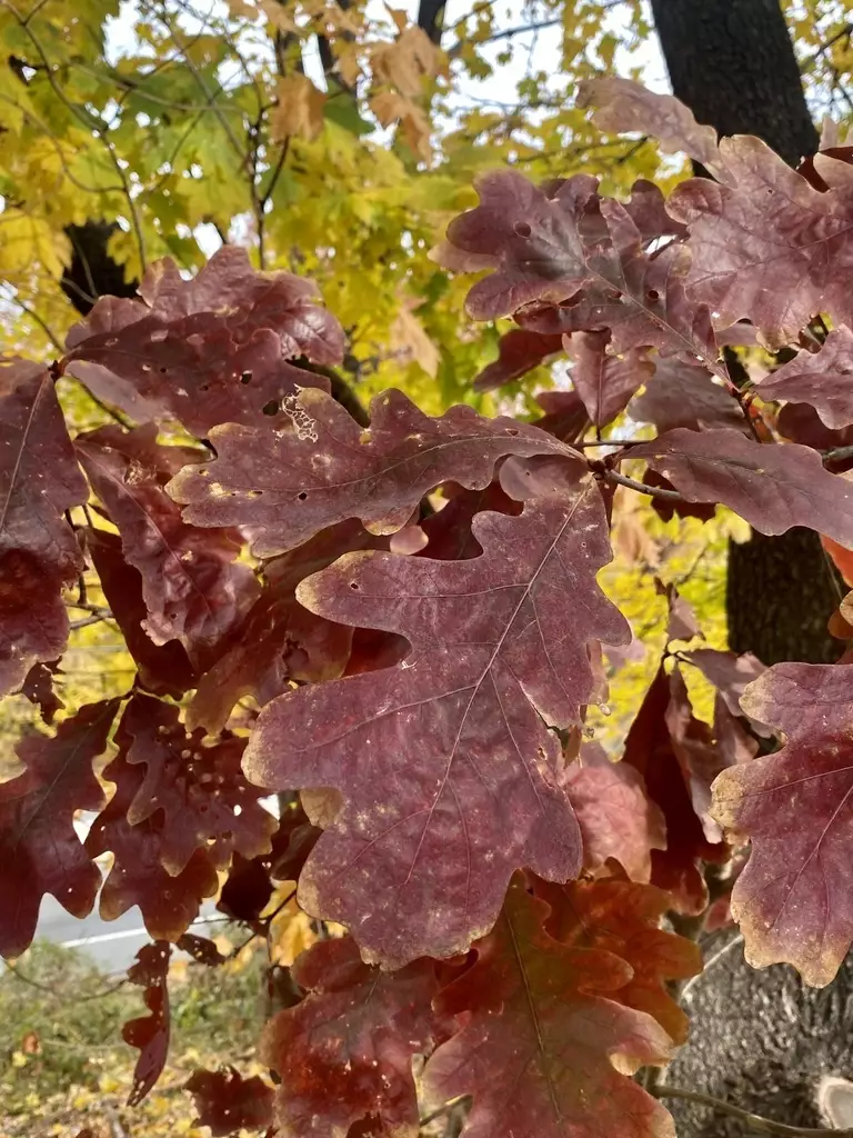 Quercus alba - Deciduous,Hardwood,Shade Tree - White Oak