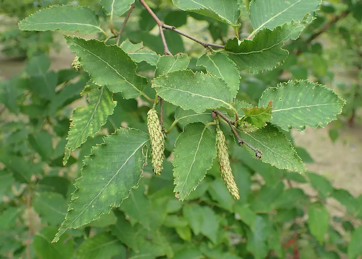 Sheffield's Seed Company