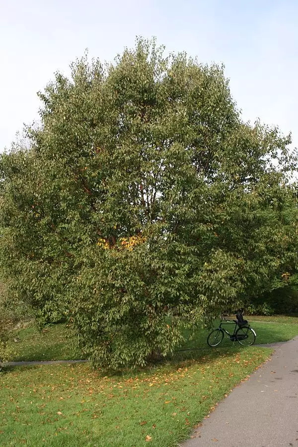 Sheffield's Seed Company