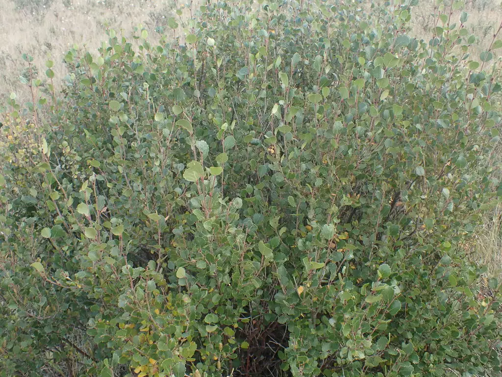 Betula glandulosa - Common Bonsai,Deciduous - American Dwarf Birch ...