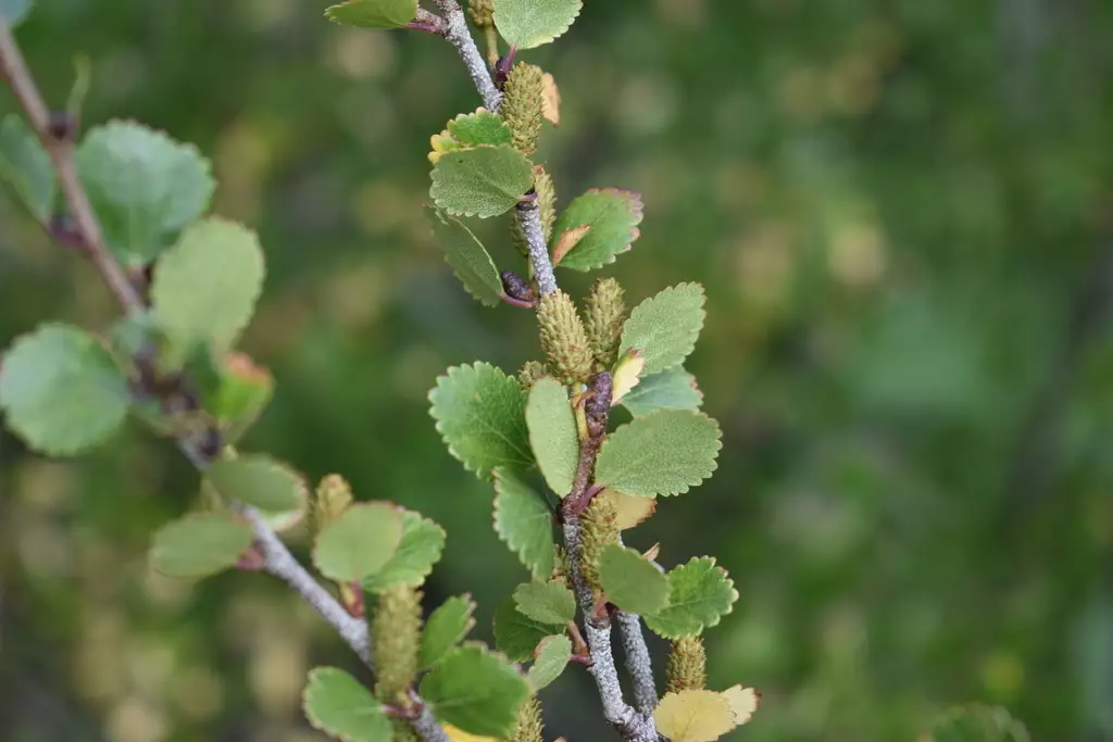 Betula glandulosa - Common Bonsai,Deciduous - American Dwarf Birch ...