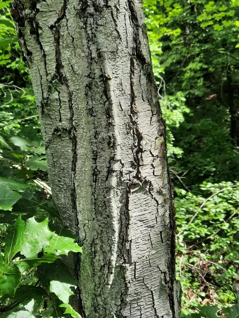 Betula lenta - Common Bonsai,Deciduous,Endangered Species - Black Birch ...