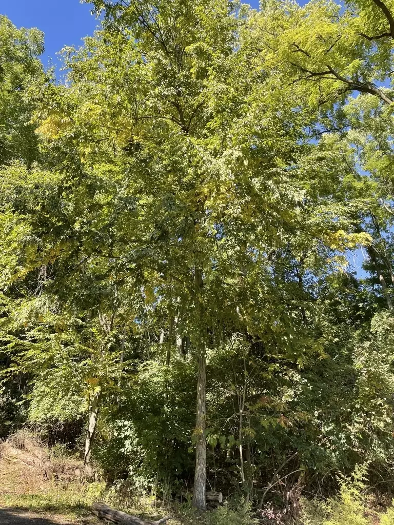 Betula lenta - Common Bonsai,Deciduous,Endangered Species - Black Birch ...