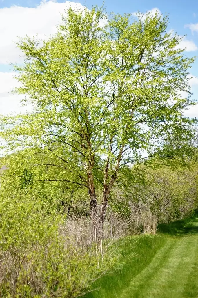 Betula nigra Northern - Deciduous - River Birch, Water Birch