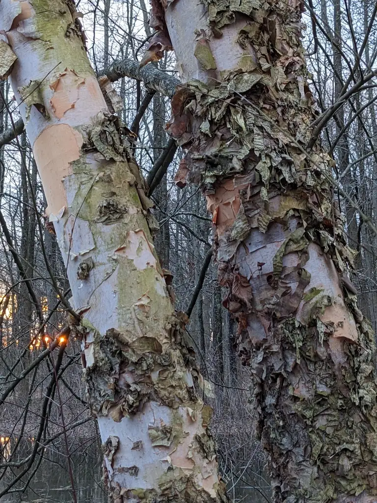 Betula nigra Northern - Deciduous - River Birch, Water Birch