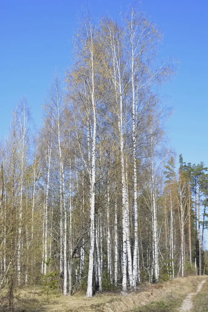 Betula pendula broken strobiles - Deciduous,Hardwood,Medicinal Herbs ...
