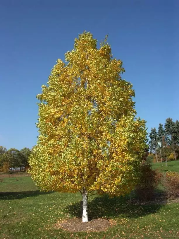 Betula platyphylla var. japonica - Common Bonsai,Deciduous - Japanese ...