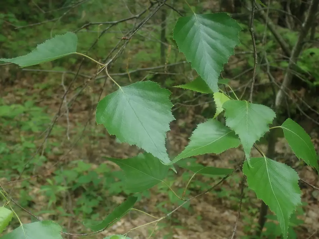 Betula populifolia - Deciduous - Gray Birch