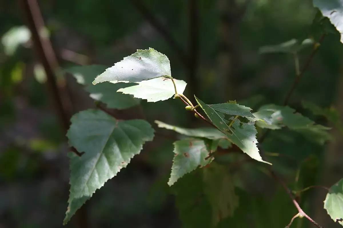 Betula populifolia 'Whitespire' clean seed - Common Bonsai,Deciduous ...