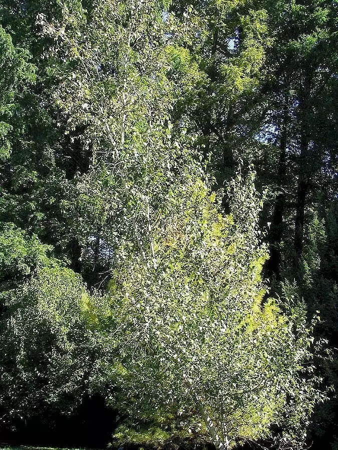 Betula populifolia 'Whitespire' clean seed - Common Bonsai,Deciduous ...