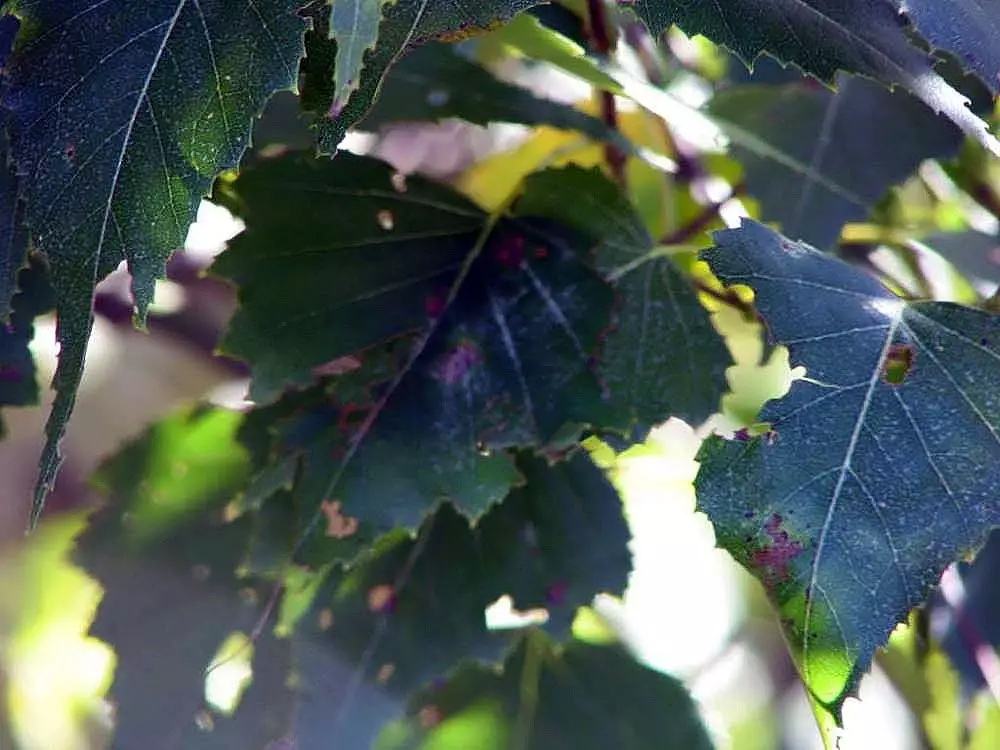 Betula populifolia 'Whitespire' clean seed - Common Bonsai,Deciduous ...