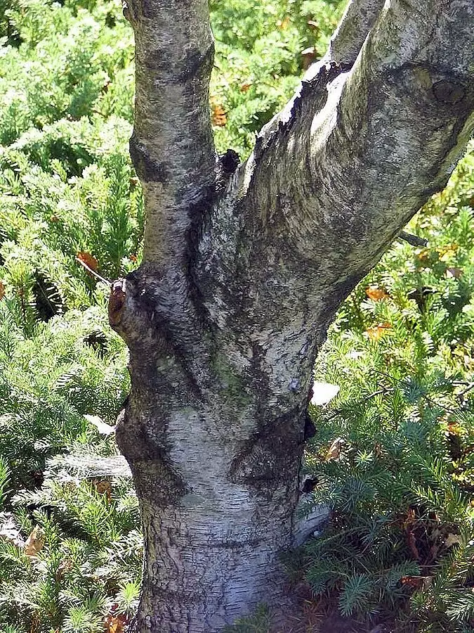 Betula populifolia 'Whitespire' broken strobiles - Common Bonsai ...