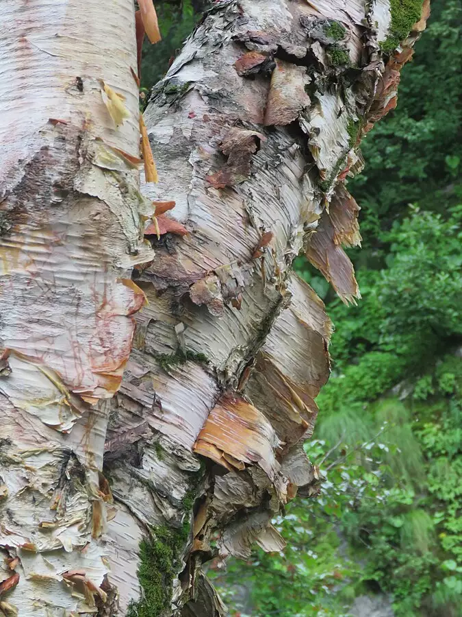 Betula utilis - Deciduous - Himalayan Birch