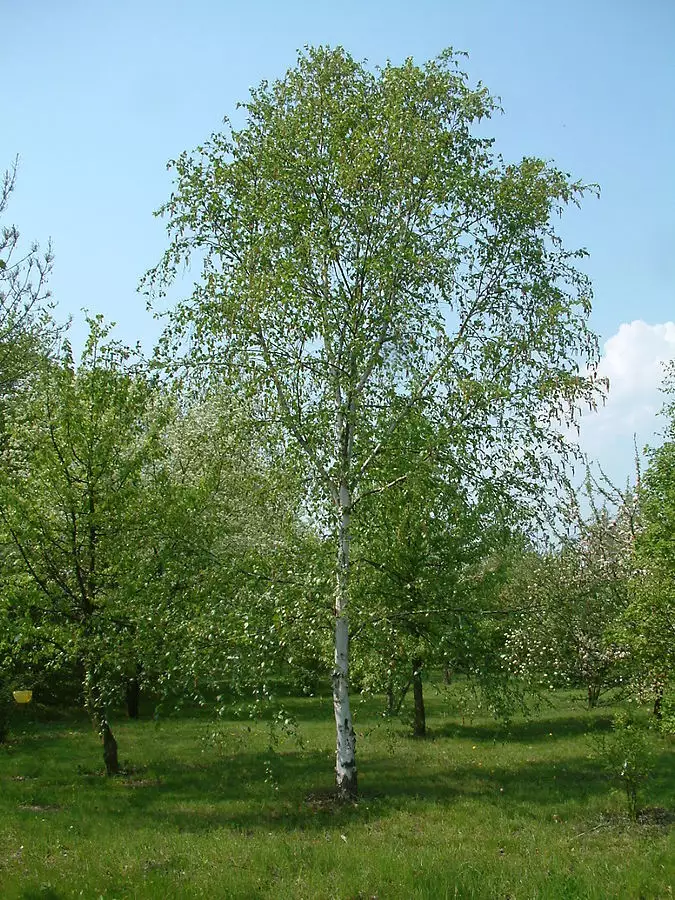 Betula utilis var. jacquemontii - Deciduous - Whitebarked Himalayan Birch