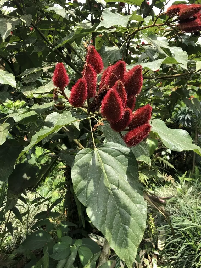 Bixa orellana - Flowering Tree,Medicinal Herbs,Tropical - Achiote ...