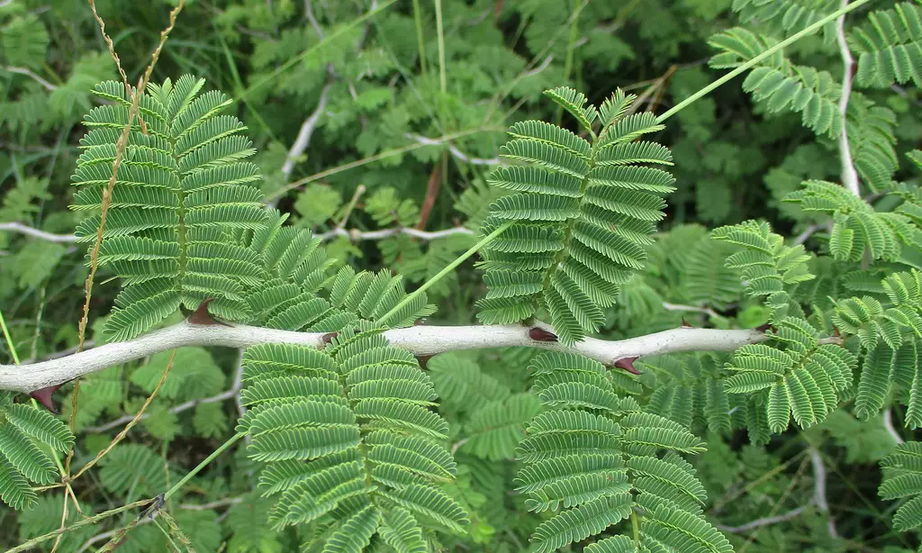 Acacia senegal - Deciduous,Tree,Web page Navigation - Gum Acacia, Gum ...