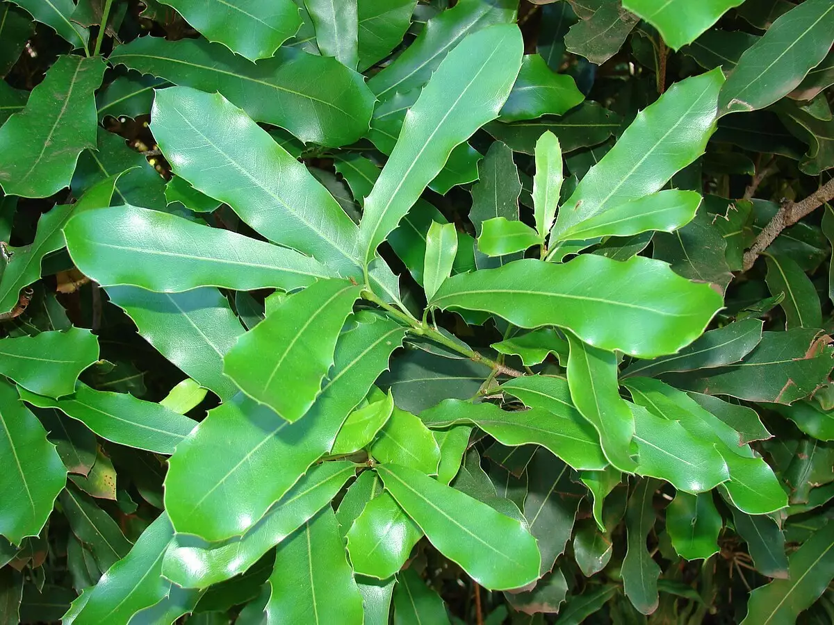 Macadamia integrifolia - Edible Fruit/Nuts,Evergreen Leaves,Fruits ...