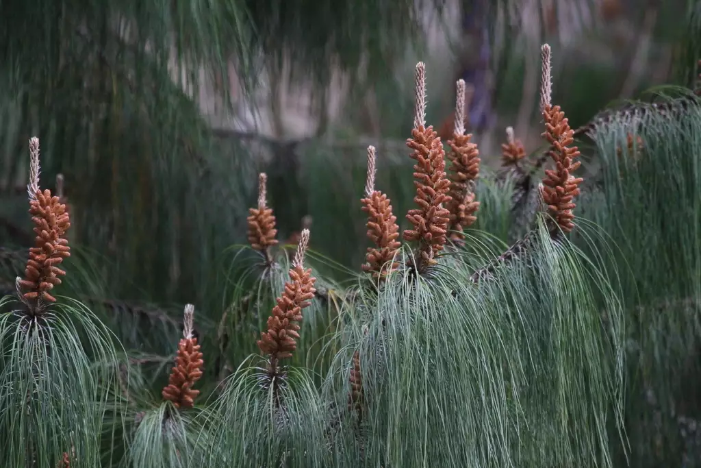 Pinus patula - Common Bonsai,Conifer - Jelecote Pine, Mexican Weeping ...