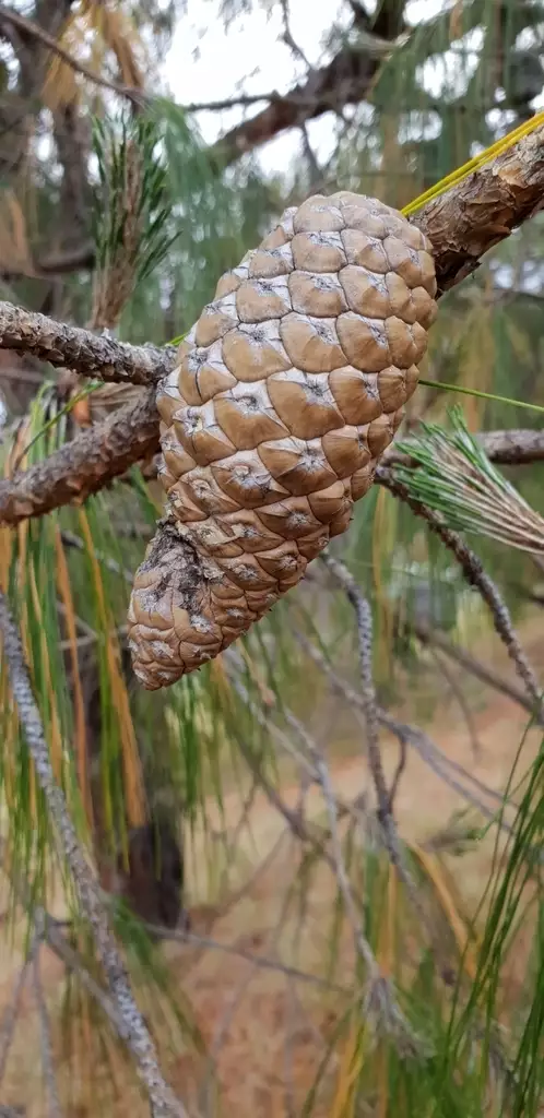 Pinus patula - Common Bonsai,Conifer - Jelecote Pine, Mexican Weeping ...
