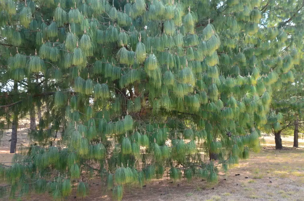 Pinus patula - Common Bonsai,Conifer - Jelecote Pine, Mexican Weeping ...