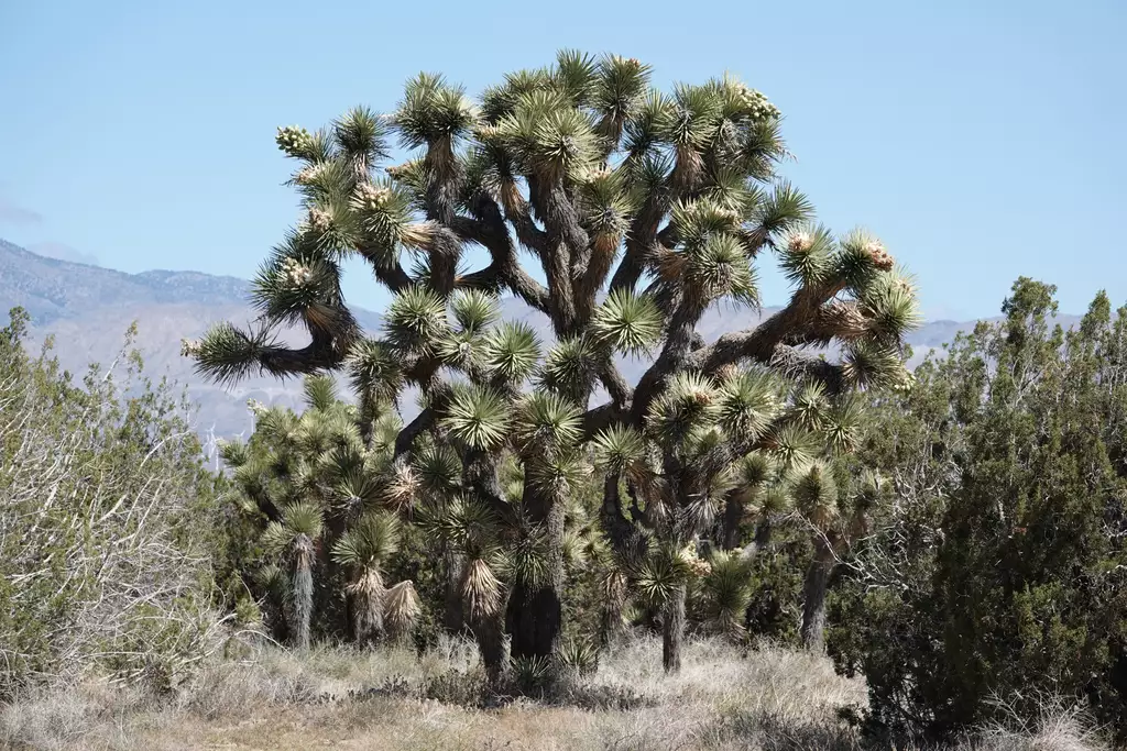 Yucca brevifolia - Perennial - Joshua Tree, Palm Tree Yucca, Tree Yucca ...