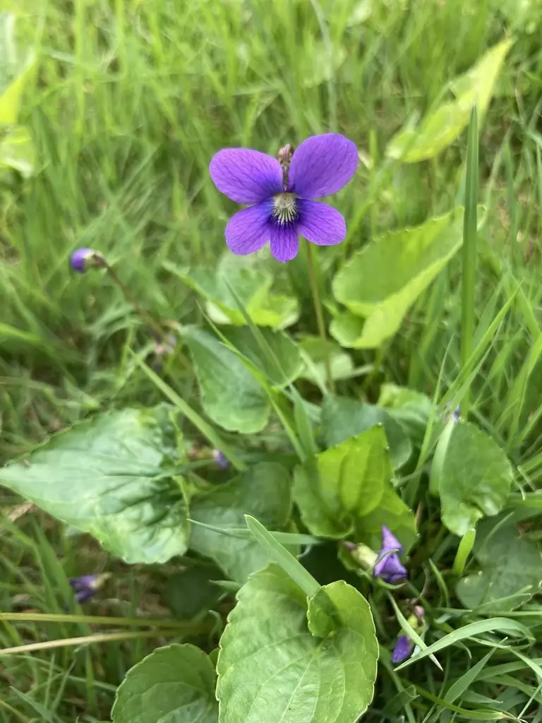 Viola sororia - Herbaceous Plants,Medicinal Herbs,Perennial,Wildflowers ...