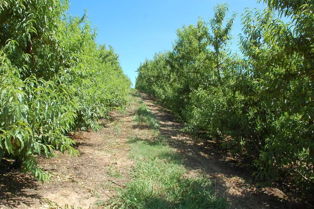 Prunus persica var. Nemaguard - Tree,Web page Navigation - Nemaguard ...