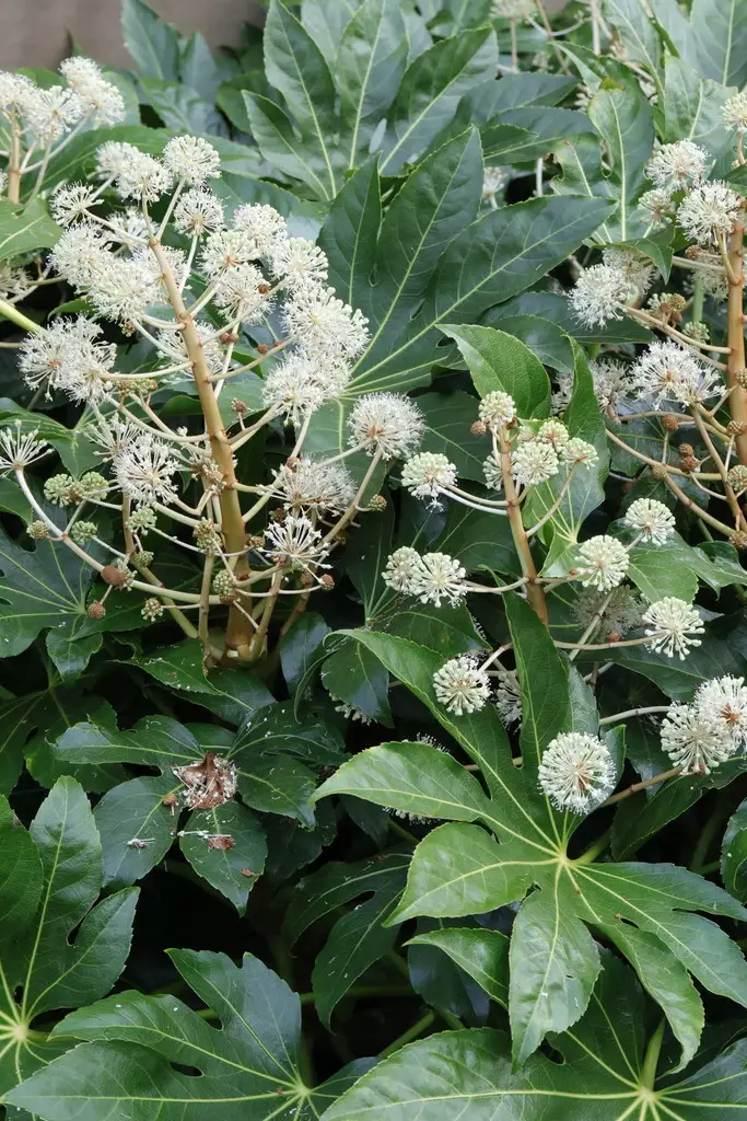 Fatsia japonica - Herbaceous Plants,Shrub - Japanese Aralia, Japanese ...