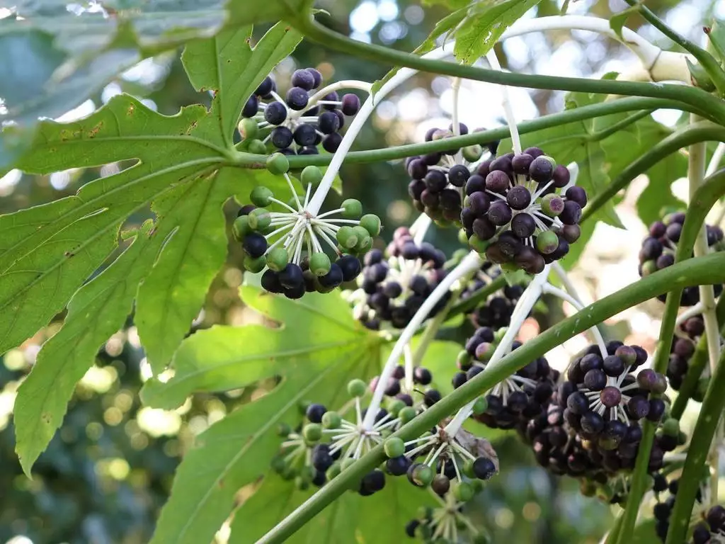 Fatsia japonica - Herbaceous Plants,Shrub - Japanese Aralia, Japanese ...