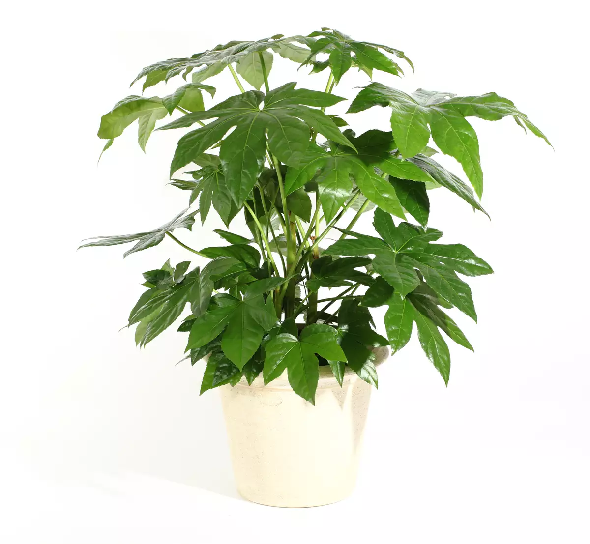 Fatsia japonica - Herbaceous Plants,Shrub - Japanese Aralia, Japanese ...