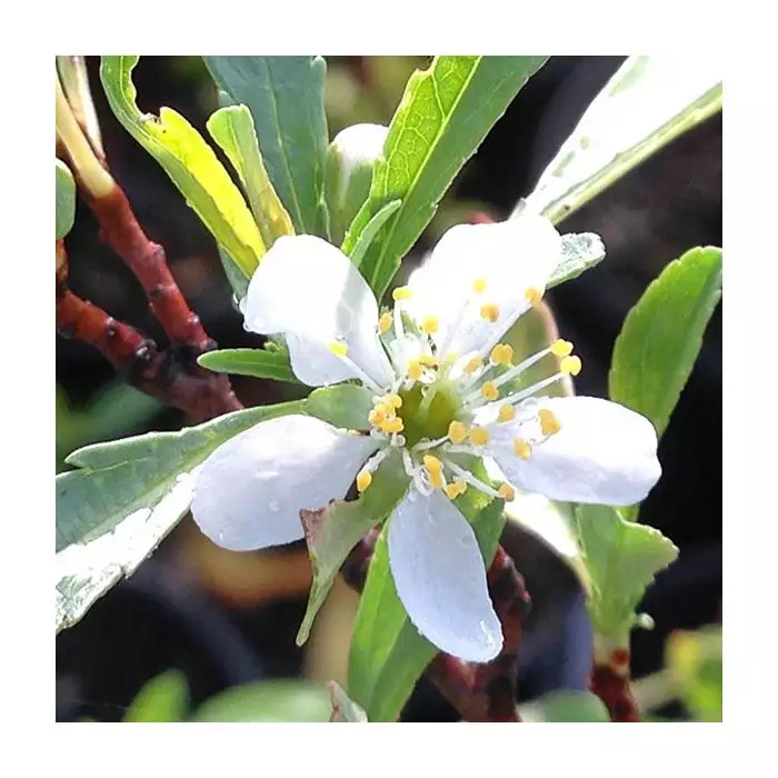 Prunus besseyi - Shrub - Bessey's Plum, Western Sand Cherry Prunus besseyi - Shrub - Bessey's Plum, Western Sand Cherry