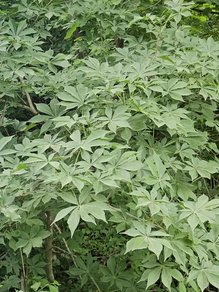 Aesculus glabra - Deciduous,Flowering Tree,Medicinal Herbs,Shade Tree ...