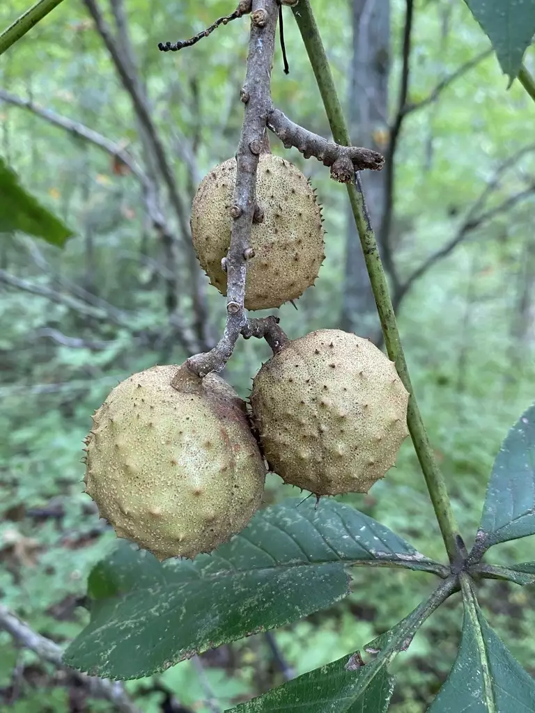 Aesculus glabra - Deciduous,Flowering Tree,Medicinal Herbs,Shade Tree ...