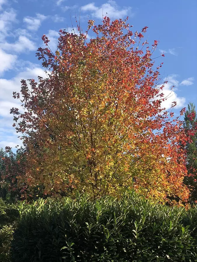 Acer x freemanii Select Varieties - Deciduous,Shade Tree,Tree,Web page ...