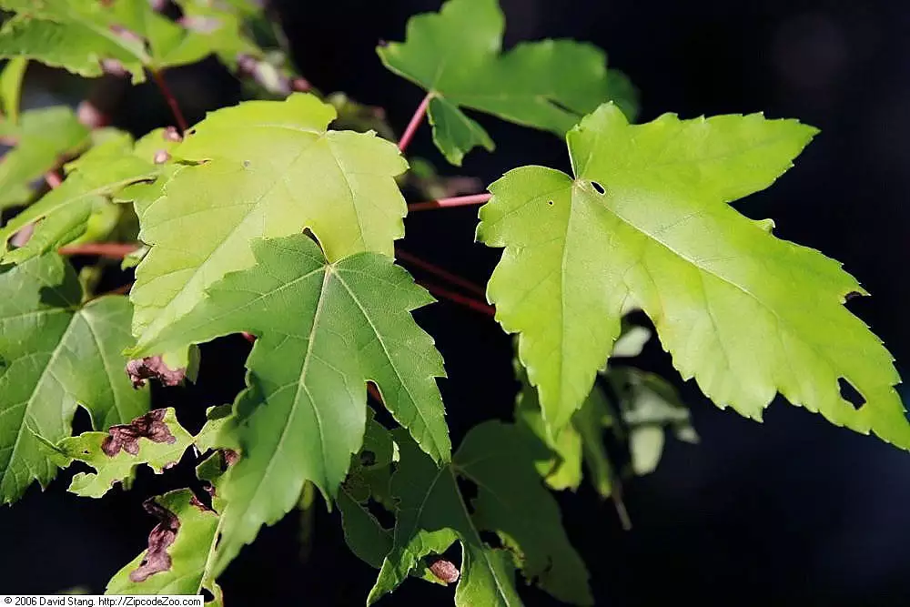 Acer x freemanii Select Varieties - Deciduous,Shade Tree,Tree,Web page ...