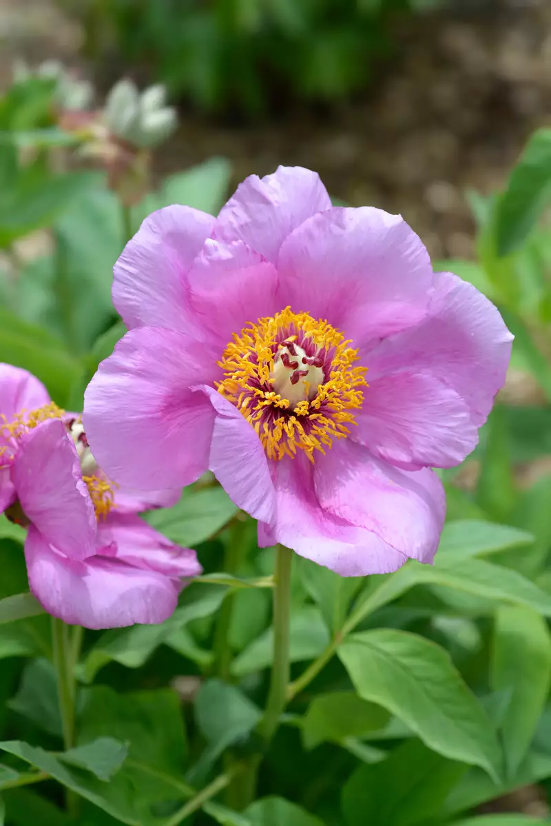Paeonia obovata - Web page Navigation - Japanese Pink Woodland Peony ...