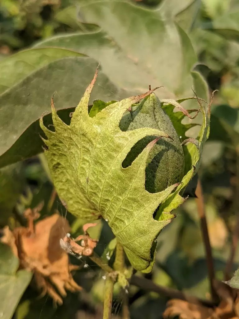 Gossypium hirsutum - Shrub - American Upland Cotton, Mexican Cotton ...